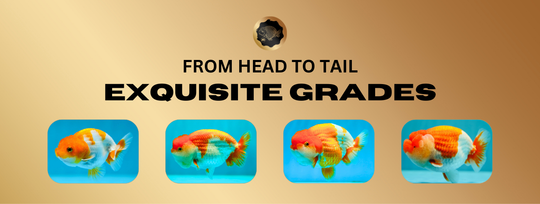 Thailand's Triumph: Jimmy Goldfish takes top honors at Pet Paradise Co