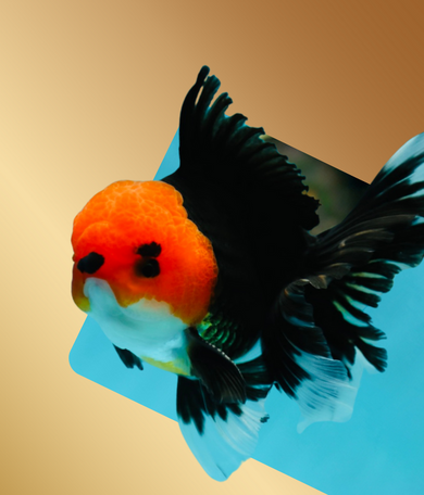 Premium Quality Fancy Goldfish USA – Jimmy Goldfish