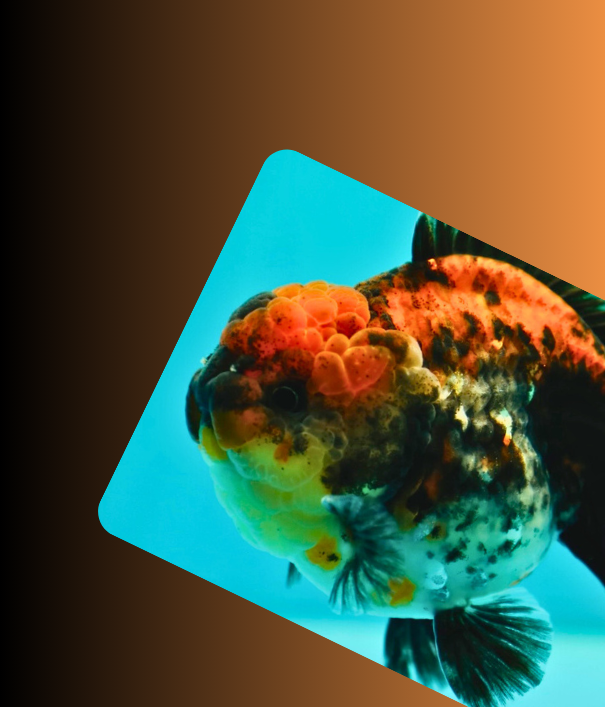 Kirin Pattern – Jimmy Goldfish