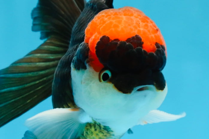 🌋 A Grade Stocky Tricolor Oranda Male 4 inches #022125OR_09 – Jimmy ...