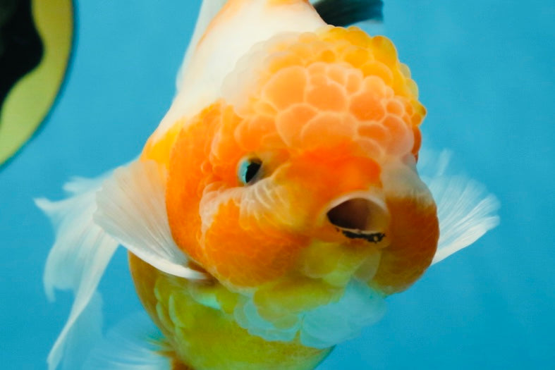 A Grade Sakura Oranda Male 4.5-5 inches #060625OR_24 – Jimmy Goldfish