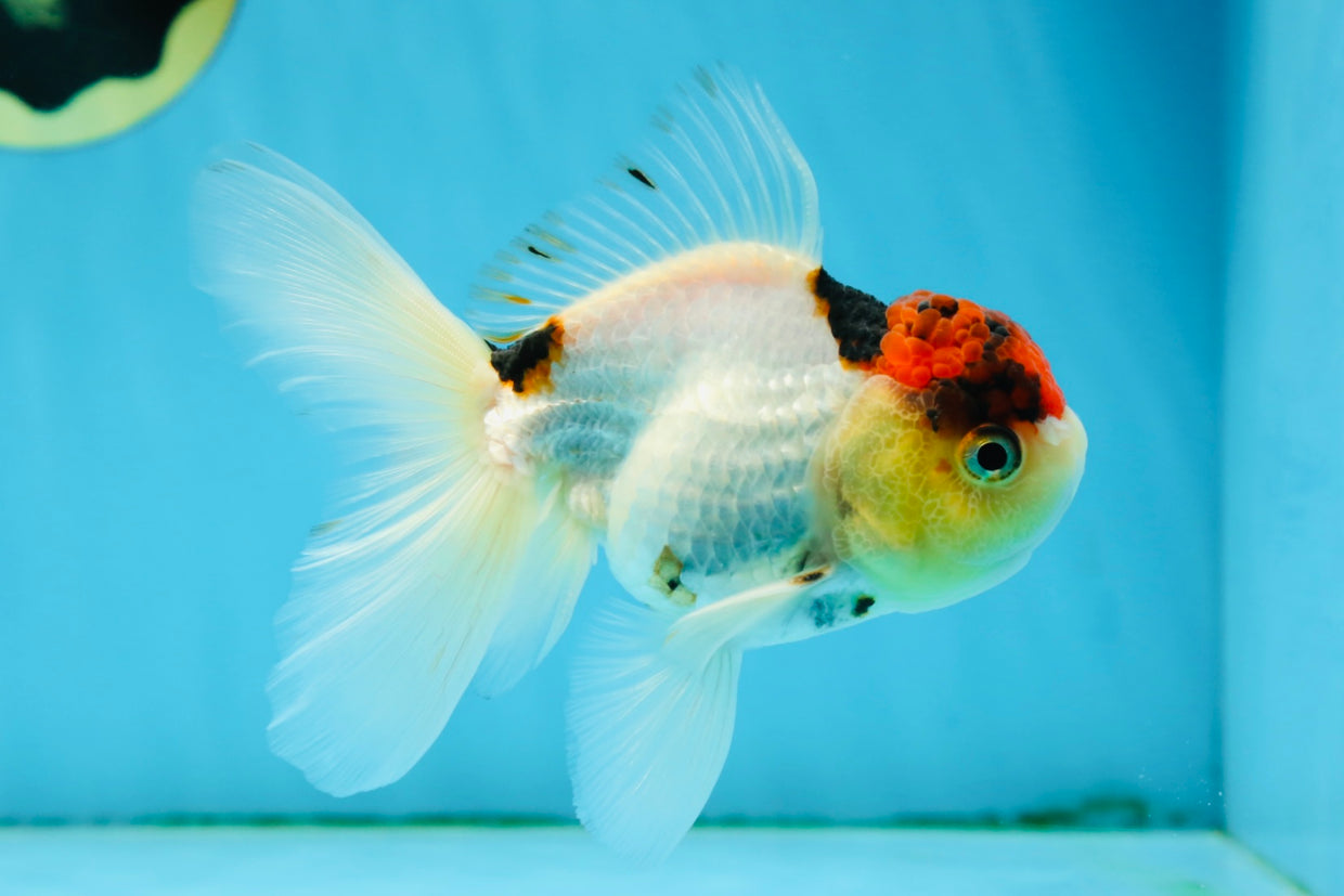 New Arrivals – Jimmy Goldfish