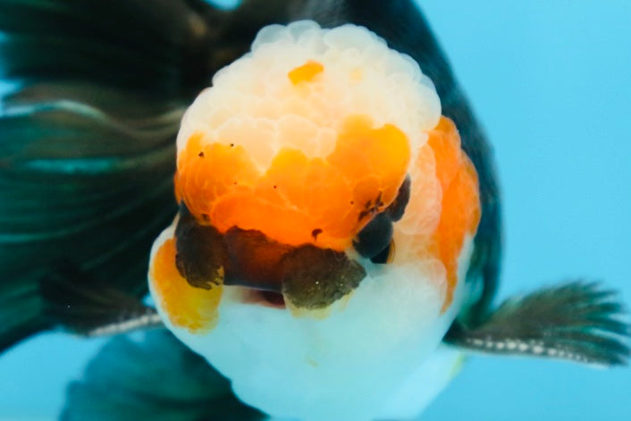 A Grade Tricolor Oranda Male 5 inches #082925OR_06 – Jimmy Goldfish