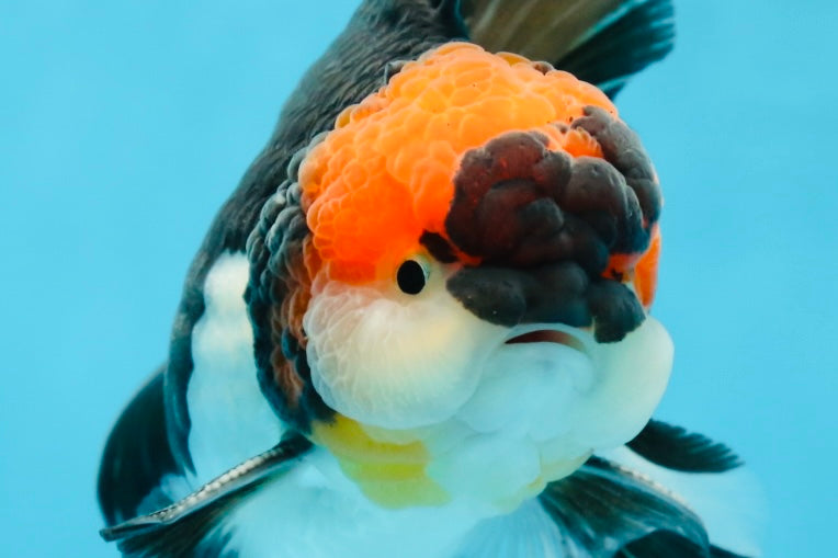 AAA Grade Tricolor Oranda Male 5.5 inches #052325_11 – Jimmy Goldfish