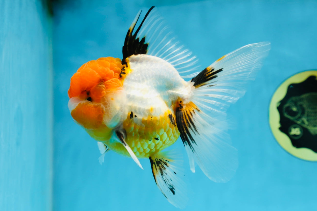 Special Thai Oranda – Jimmy Goldfish