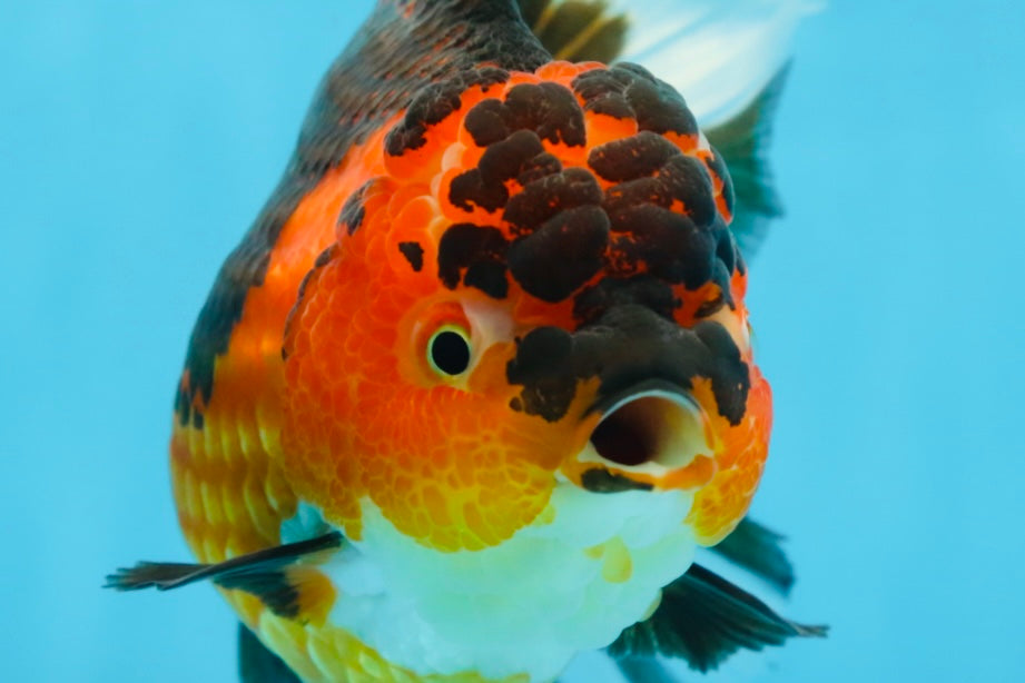 AAA Grade Godzilla Apache Oranda Female 6.5 inches #081525OR_13 – Jimmy ...
