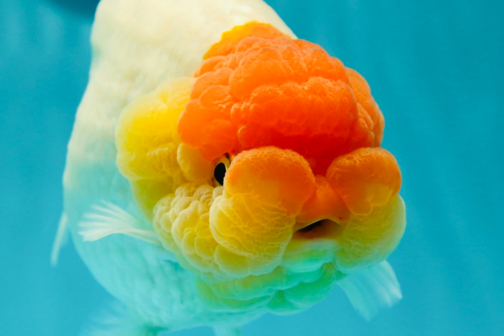 AAA Grade Red White Buffalo Ranchu Female 6 inches #0322LC_09 – Jimmy ...