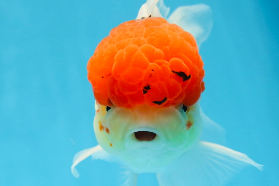 MARIO Red Cap Oranda Male 5-5.5 inches #072525OR_15 – Jimmy Goldfish