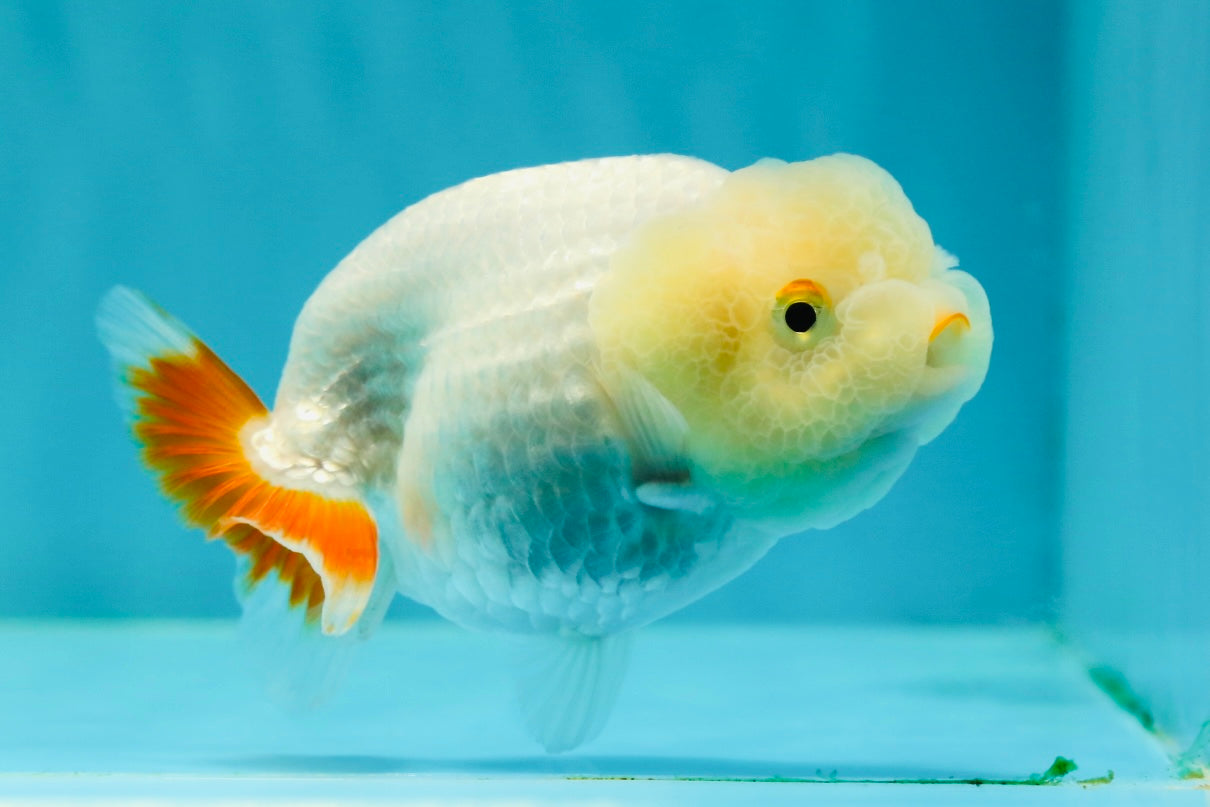 New Arrivals – Page 2 – Jimmy Goldfish