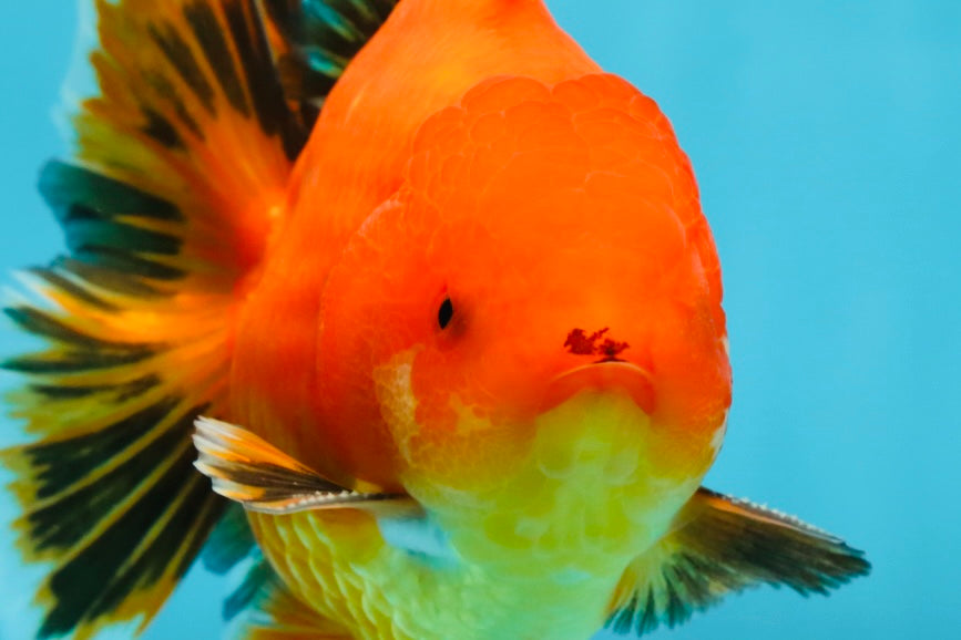 AAA Grade Apache Oranda Male 5-5.5 inches #050925OR_51 – Jimmy Goldfish