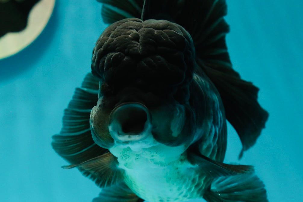 Perfect Body Shape Black Oranda Female 5 inches #0322OR_12 – Jimmy Goldfish