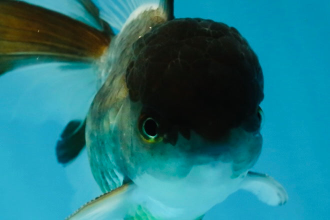 Fluffy Fins and Tail Panda Oranda Male 5.5 inches #032825OR_04 – Jimmy ...