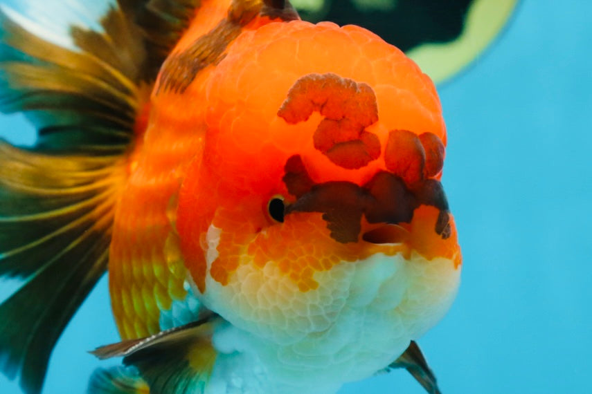 A Grade Apache Oranda Male 6 inches #080125OR_06 – Jimmy Goldfish