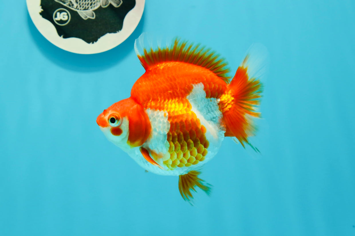 New Arrivals – Page 2 – Jimmy Goldfish