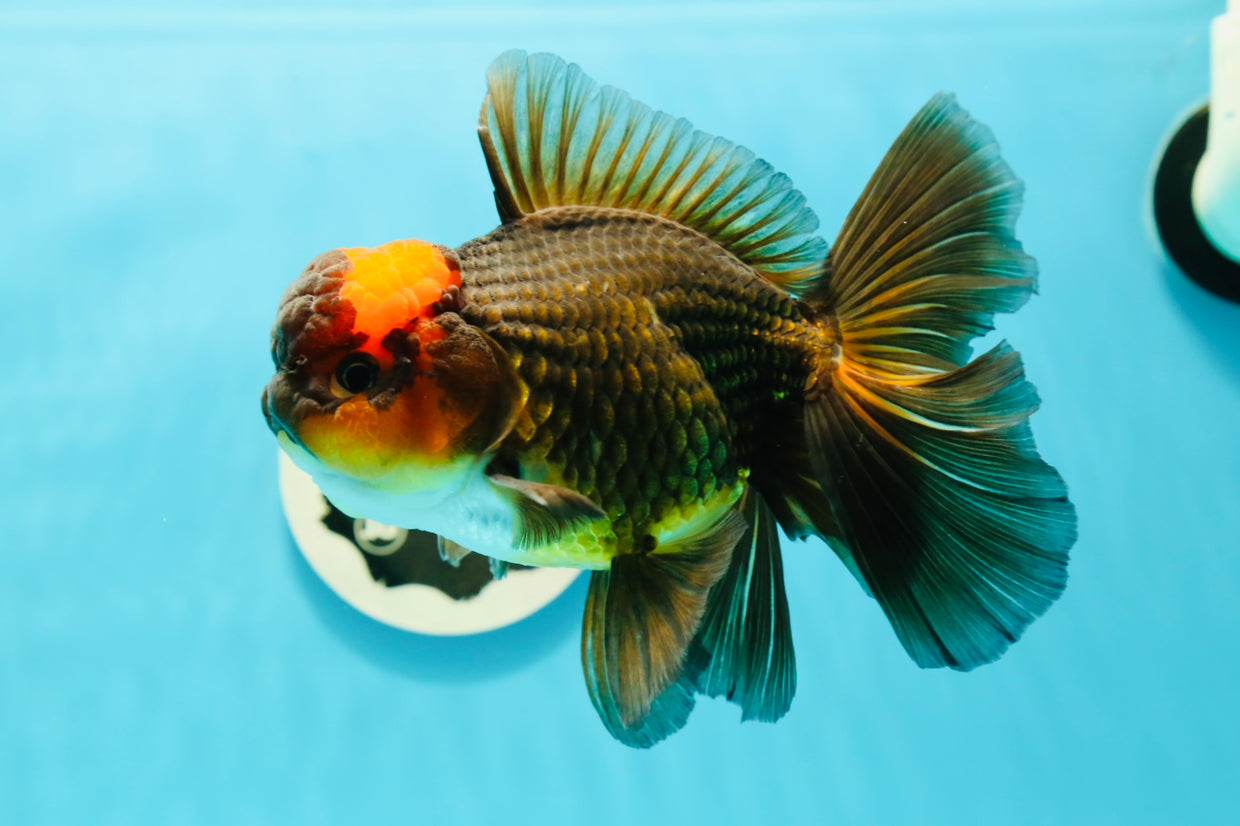 New Arrivals – Page 2 – Jimmy Goldfish