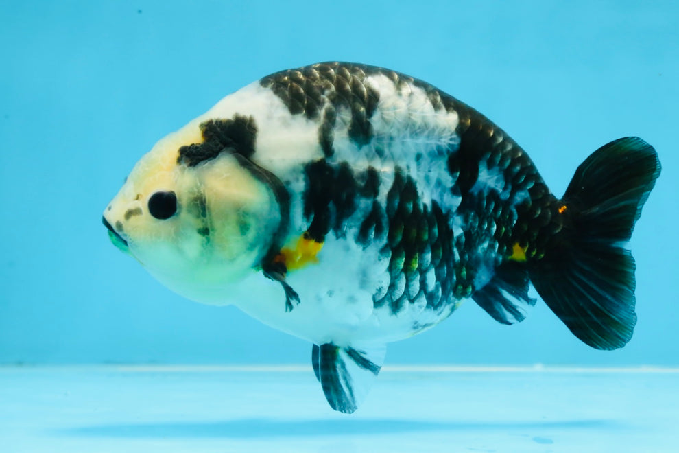 UNIQUE Ink Ranchu Female 5 inches #101725RC_15 – Jimmy Goldfish