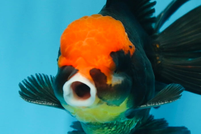 A Grade UNIQUE Red Head Oranda Male 5 inches #080125OR_29 – Jimmy Goldfish