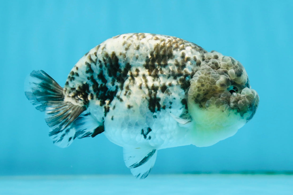 New Arrivals – Jimmy Goldfish