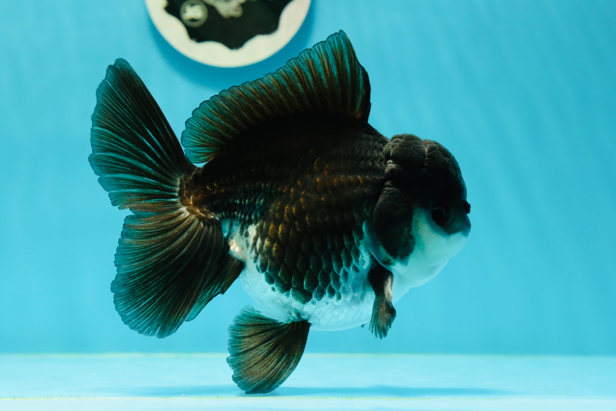 New Arrivals – Page 2 – Jimmy Goldfish