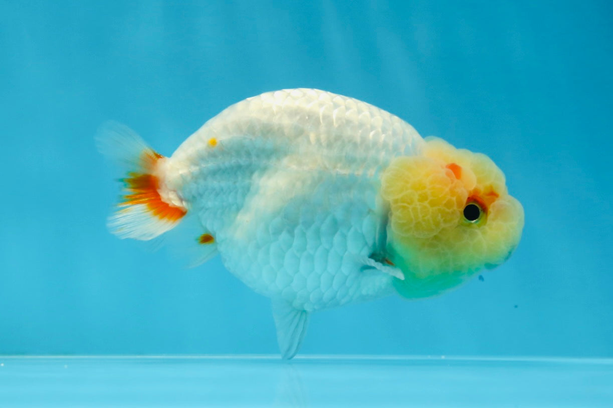 New Arrivals – Page 2 – Jimmy Goldfish