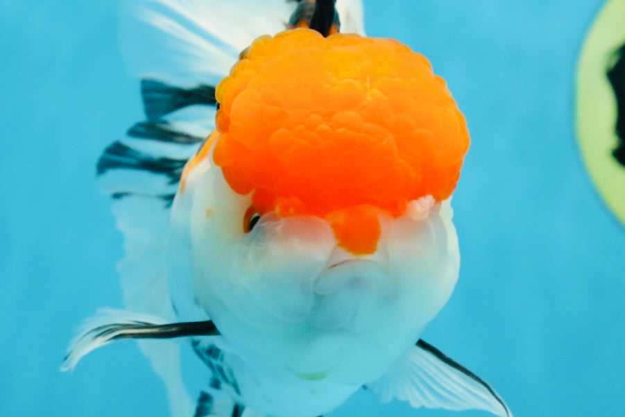 A Grade Tricolor Oranda Female 6-6.5 inches #071125OR_10 – Jimmy Goldfish
