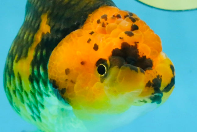 A Grade Chinese Apache Ranchu 4.5-5 inches #110725RC_12 – Jimmy Goldfish