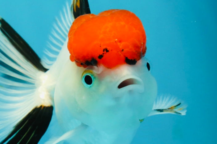 A Grade Red Cap Tricolor Oranda Male 4.5 inches #120624OR_02 – Jimmy ...