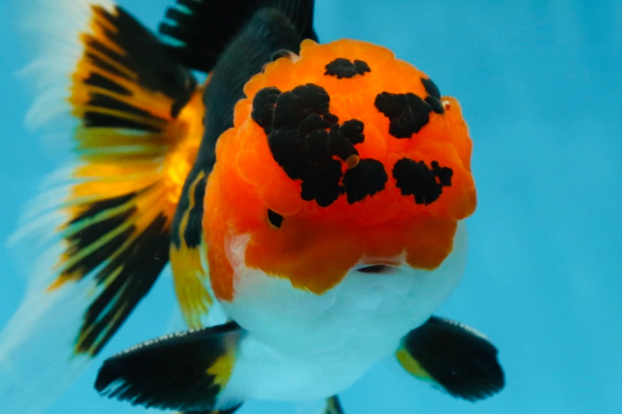 AAA Grade Tricolor Oranda Male 5-5.5 inches #051625OR_24 – Jimmy Goldfish