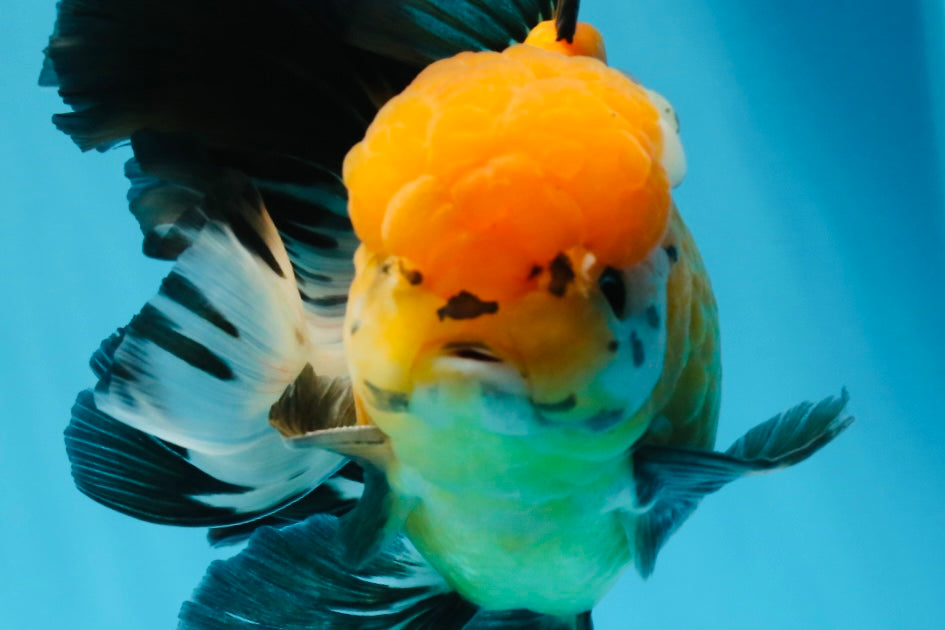 AAA Grade Rose Tails Tricolor Oranda Male 7 inches #0719OR_04 – Jimmy ...