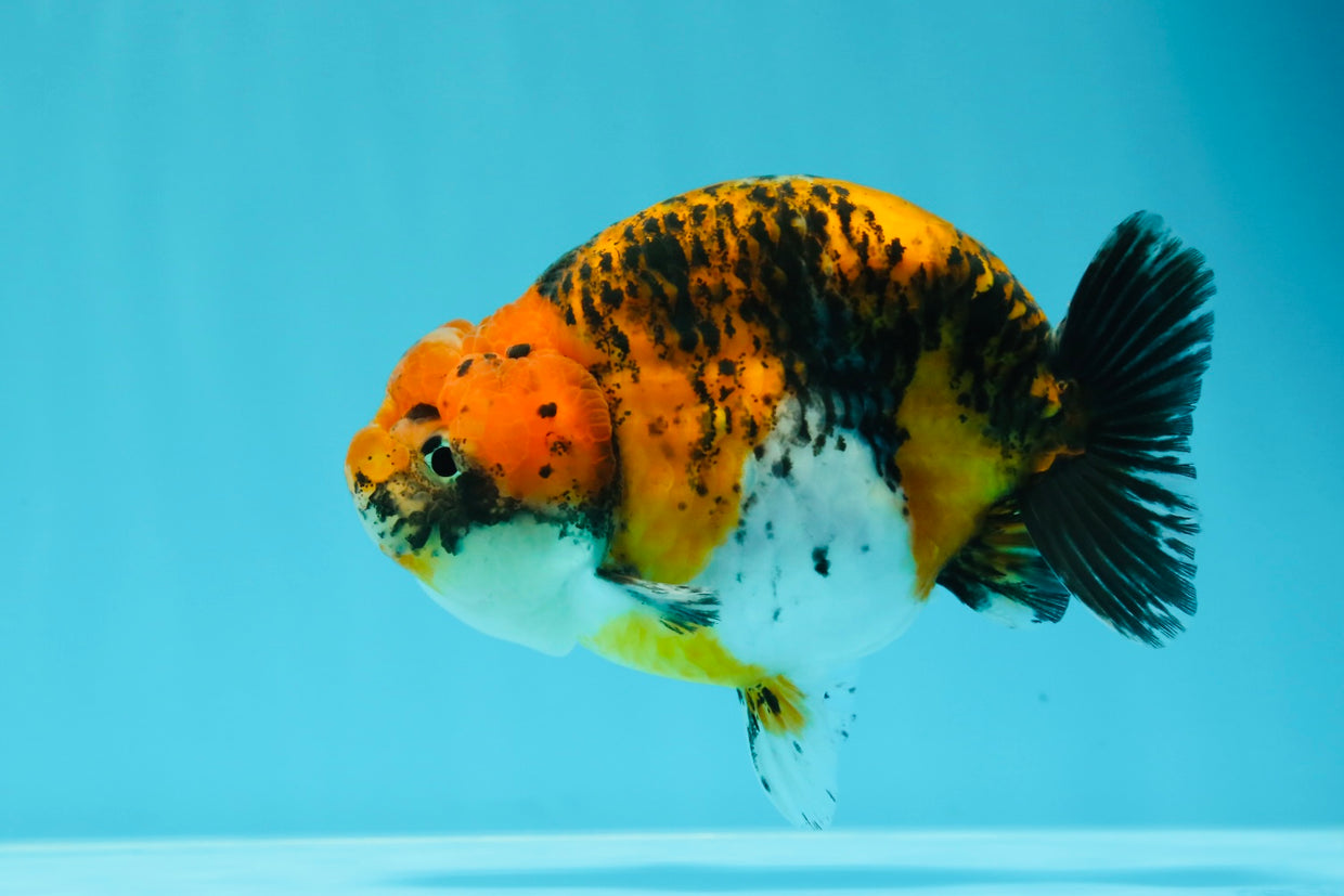 New Arrivals – Page 2 – Jimmy Goldfish