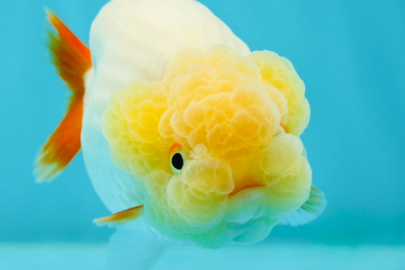 A Grade Lipsticks Lemonhead Orange Tail LionQueen 3.5-4 inches #0202LC ...