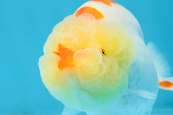 A Grade Red White Kohaku LionQueen 4 inches #101725LC_07 – Jimmy Goldfish