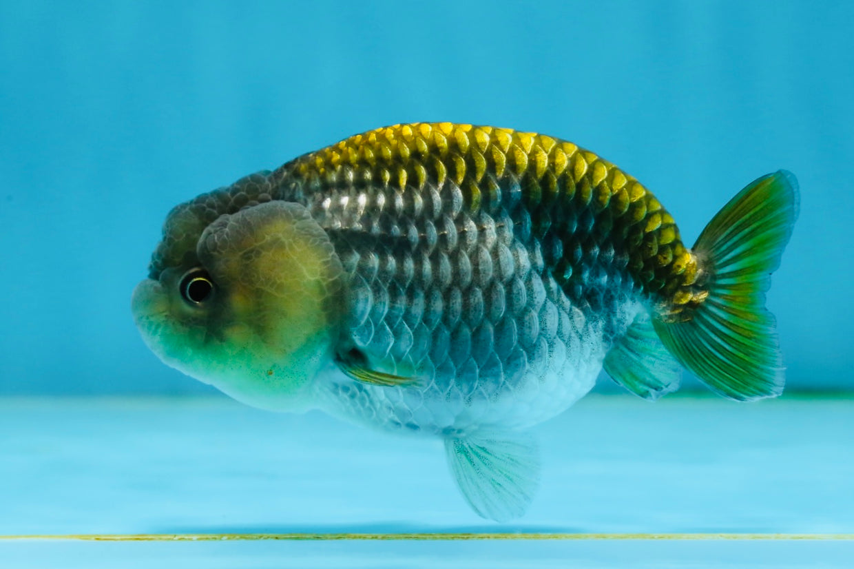 New Arrivals – Jimmy Goldfish