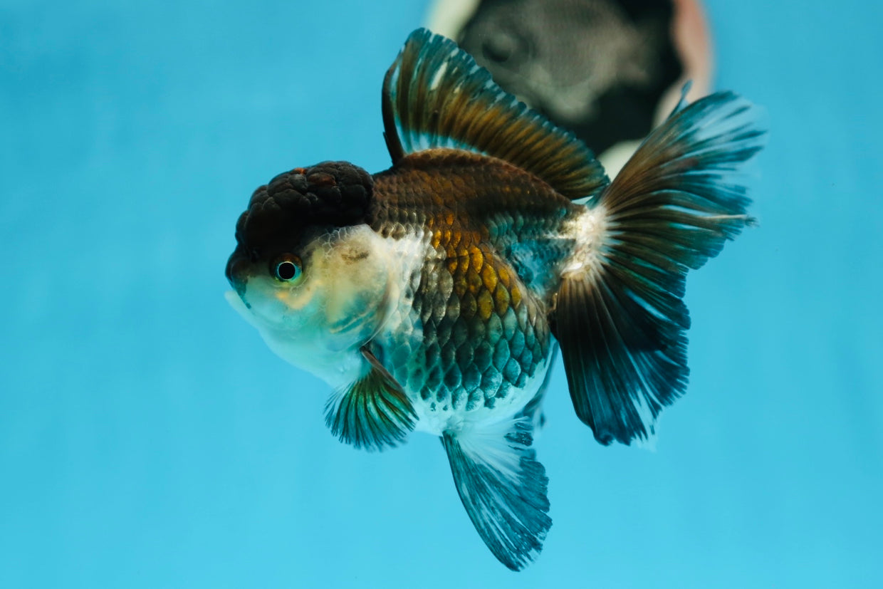 Special Panda Thai Oranda – Jimmy Goldfish