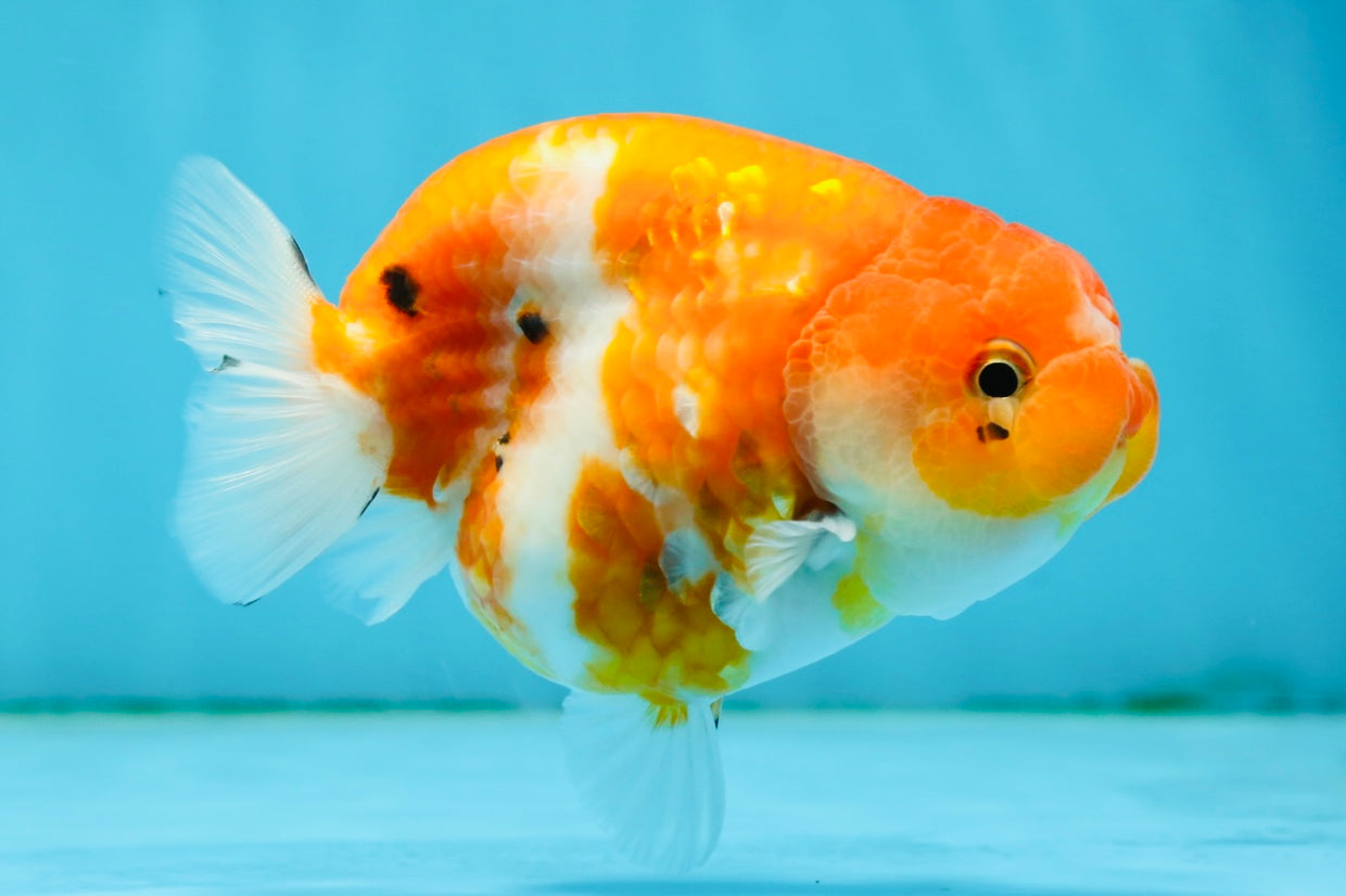 New Arrivals – Jimmy Goldfish