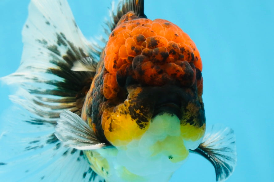 CHONKY AAA Grade Tiger Oranda Male 6 inches #102425OR_19 – Jimmy Goldfish