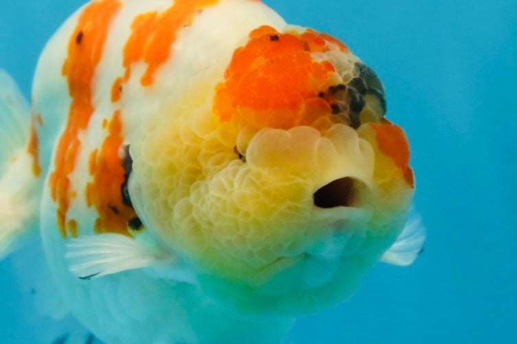 A Grade SPECIAL Kohaku Sakura LionKing 5 inches #051625LC_10 – Jimmy ...