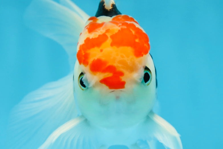 A Grade Young Tricolor Oranda Male 4.5 inches #061325_05 – Jimmy Goldfish