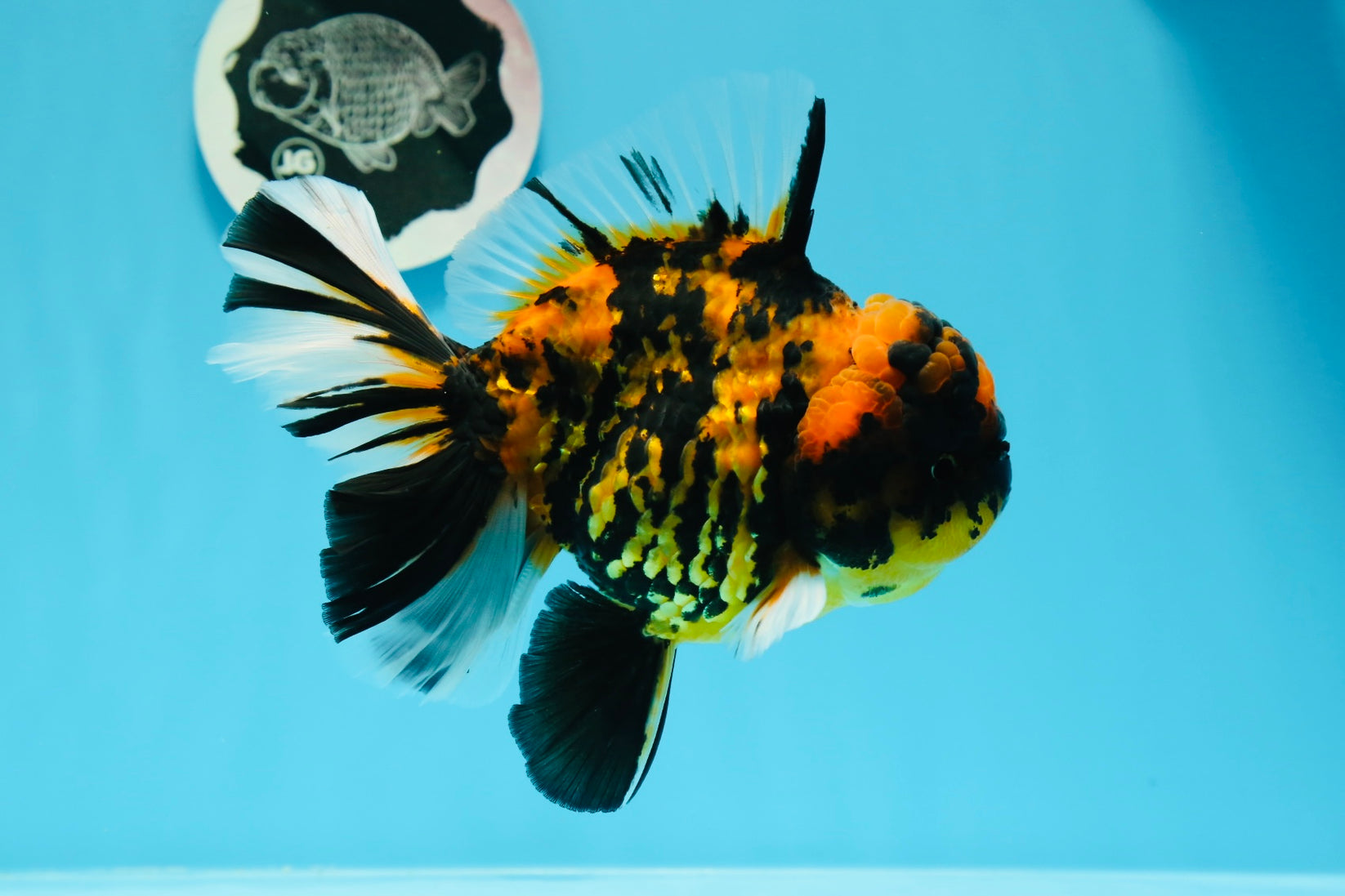 SHOW GRADE Young Tiger Godzilla Oranda Male 5.5 inches #0614OR_25 ...