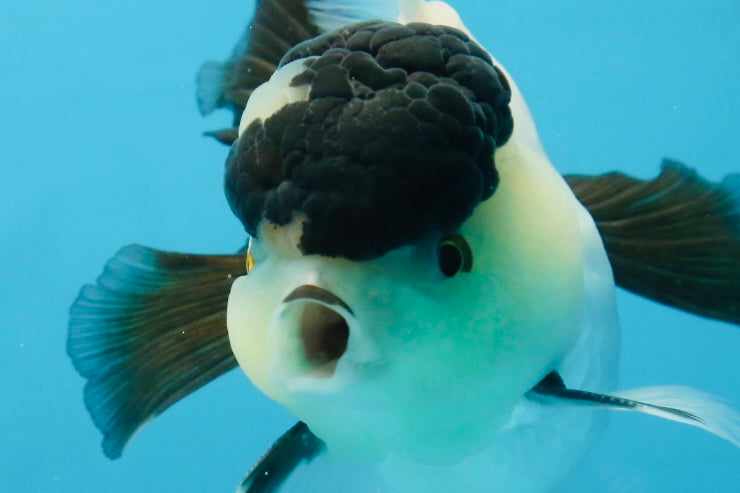 RARE Stocky A Grade Cruella Panda Button Eyes Oranda Male 4.5 inches ...