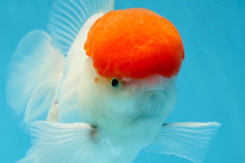 AAA BEST Grade Red White Oranda Male 6 inches #051625OR_21 – Jimmy Goldfish
