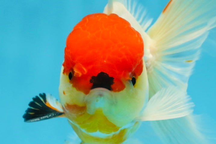 A Grade Tricolor Oranda Male 5-5.5 inches #060625OR_14 – Jimmy Goldfish