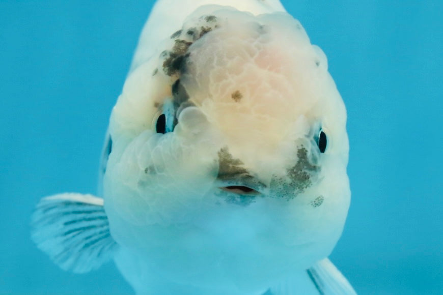 Blue Base Ocean Marble Ranchu Male 5 inches #011025RC_05 – Jimmy Goldfish