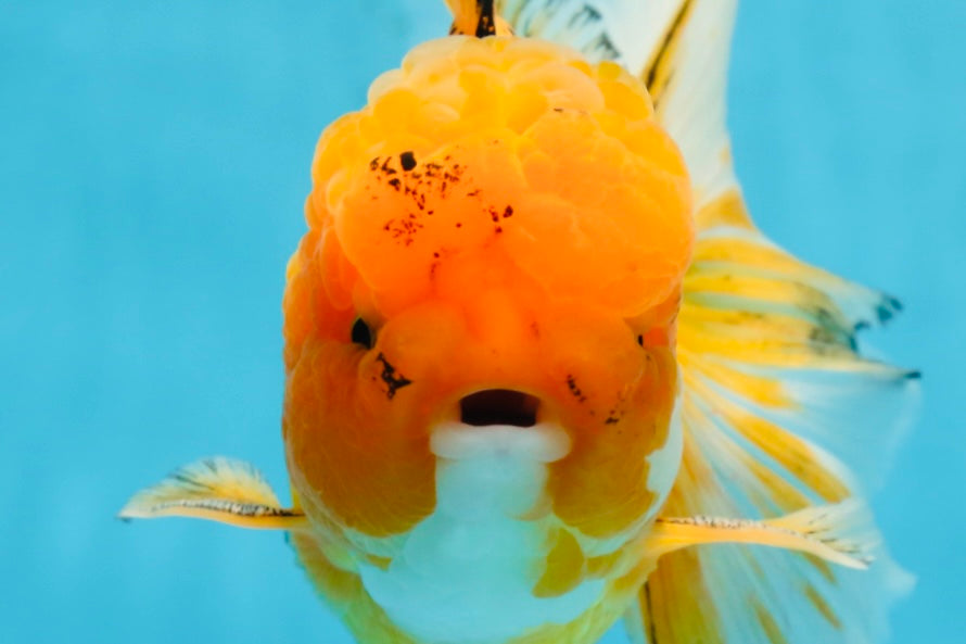AAA Grade Orange Oranda Male 6.5 inches #062725OR_16 – Jimmy Goldfish