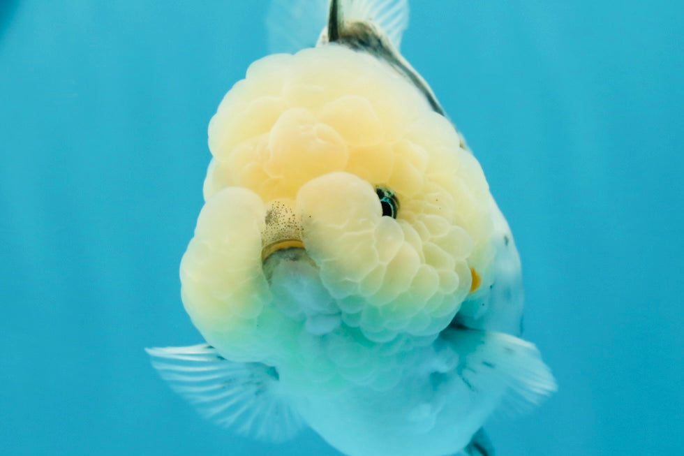 Bull Dog Calico Oranda Female 4 inches #0105OR_11 – Jimmy Goldfish