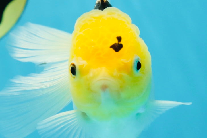 A Grade Lemonhead Oranda Female 4.5 inches #032125OR_03 – Jimmy Goldfish