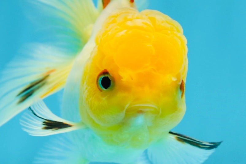 A Grade White Oranda Female 5 inches #062725OR_25 – Jimmy Goldfish