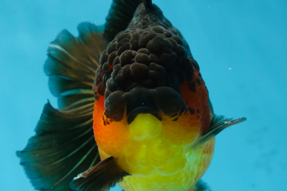 A Grade Apache Oranda Male 5.5-6 inches #060625OR_30 – Jimmy Goldfish