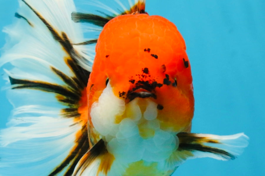 A Grade Sakura Oranda Male 6 inches #110725OR_04 – Jimmy Goldfish