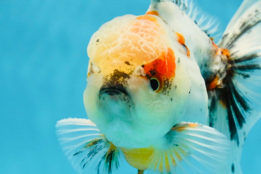 A Grade Chunky Calico Oranda Male 4.5 inches #031425OR_16 – Jimmy Goldfish